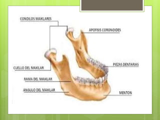 Mandíbula | PPT