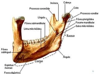 Anatomía de la Mandíbula Maxilar Inferior.pptx