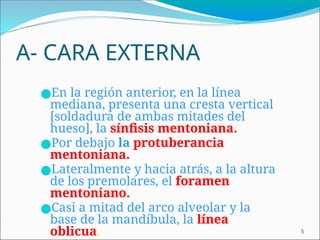Anatomía de la Mandíbula Maxilar Inferior.pptx