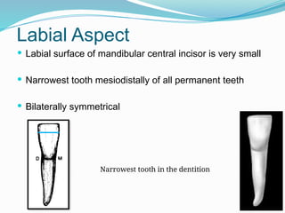 Permananet mandibular lateral incisor c.pptx