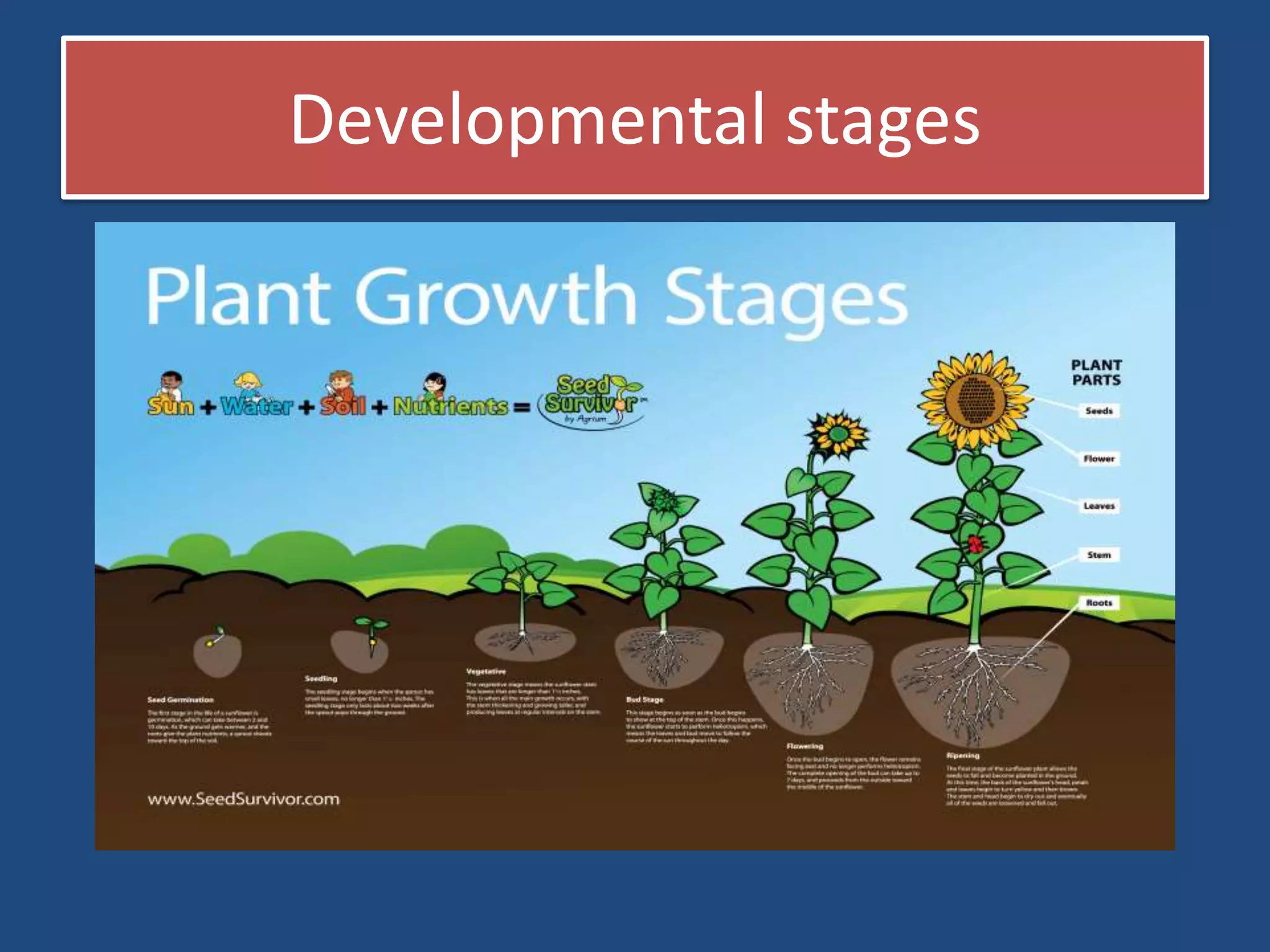 Flowering Regulation | PPTX
