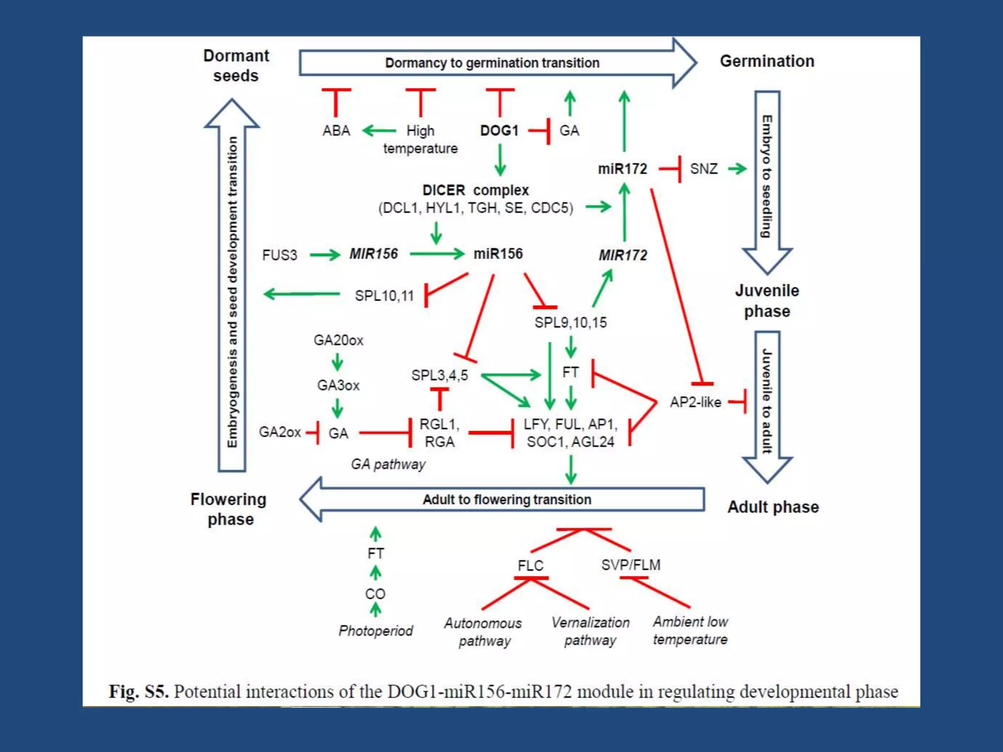 Flowering Regulation | PPTX