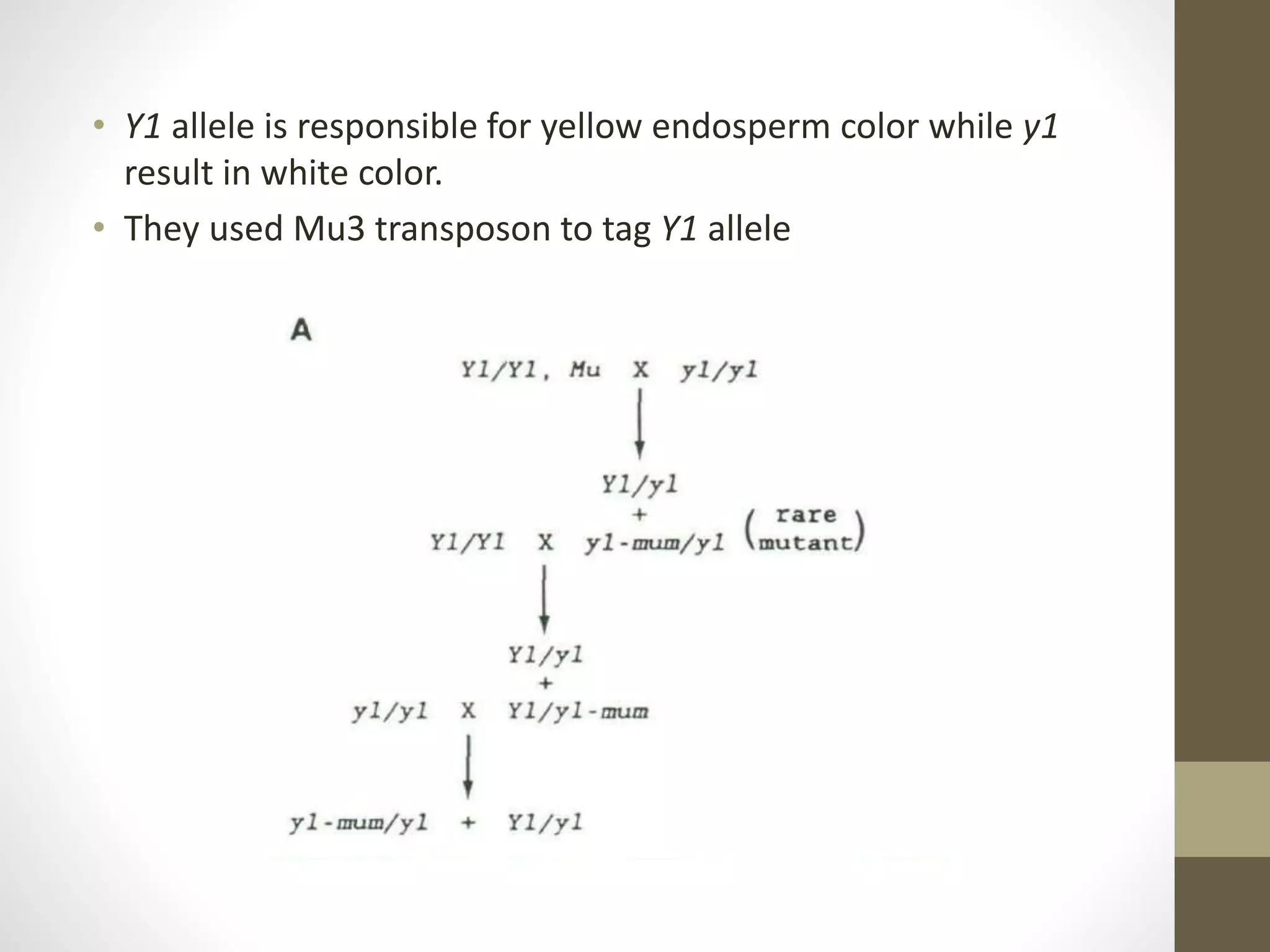TRANSPOSON TAGGING | PPTX