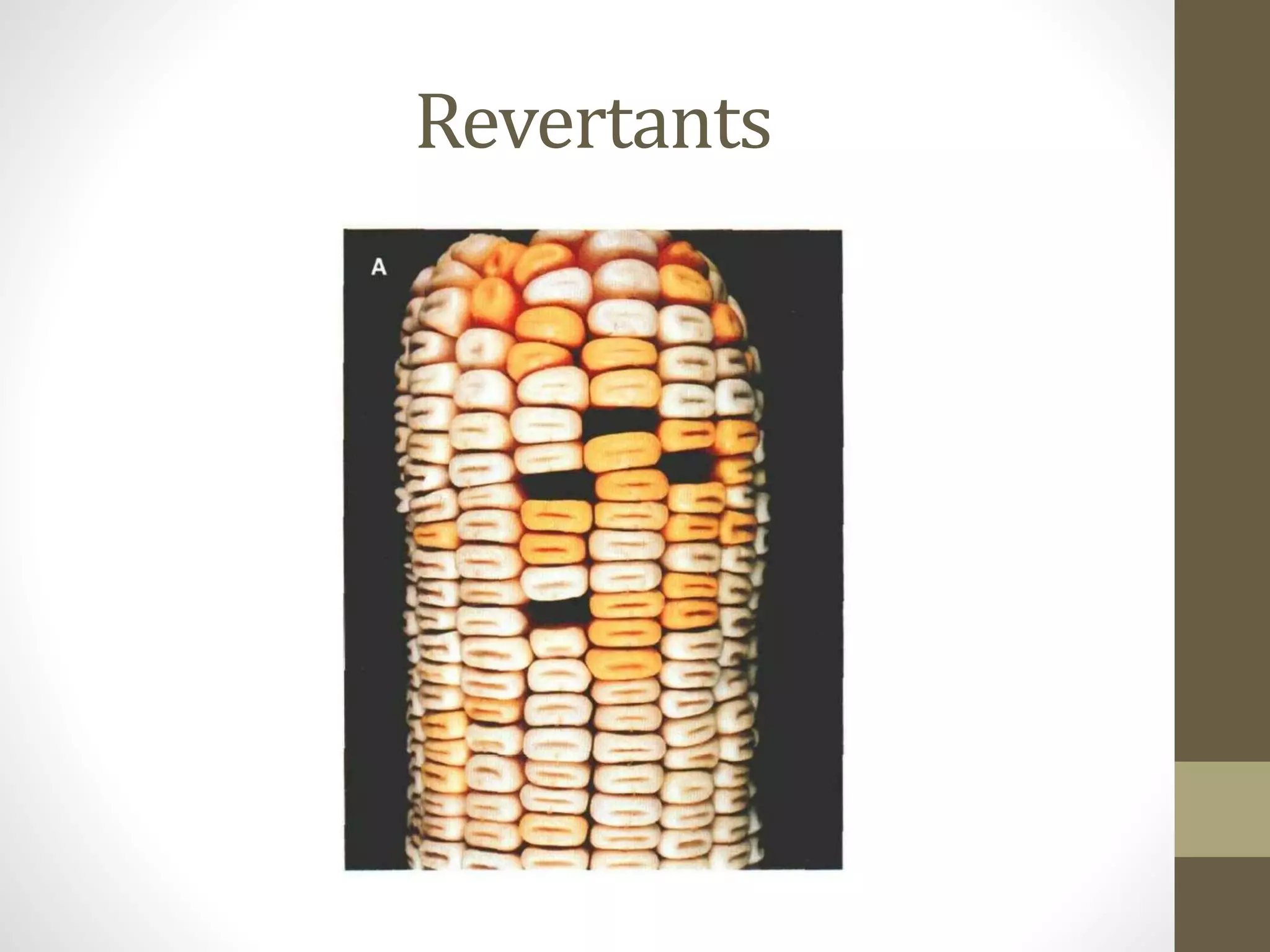 TRANSPOSON TAGGING | PPTX