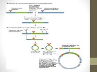 TRANSPOSON TAGGING | PPTX