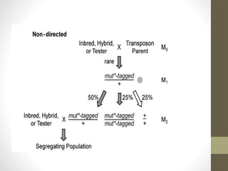 TRANSPOSON TAGGING | PPTX