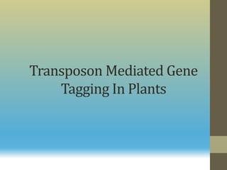 TRANSPOSON TAGGING | PPTX