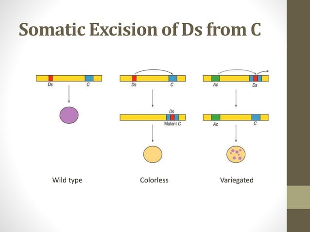 TRANSPOSON TAGGING | PPTX | Genetics | Science
