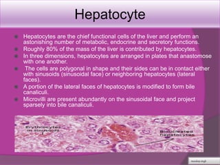 LIVER , REGENRATION , Liver cirrhosis,Histophysiology | PPTX