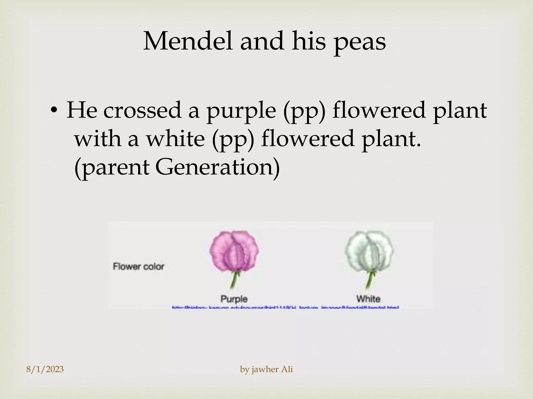 Mandel and genetic.pptx