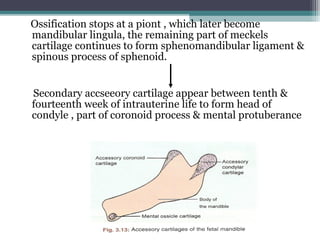 Mandible | PPT