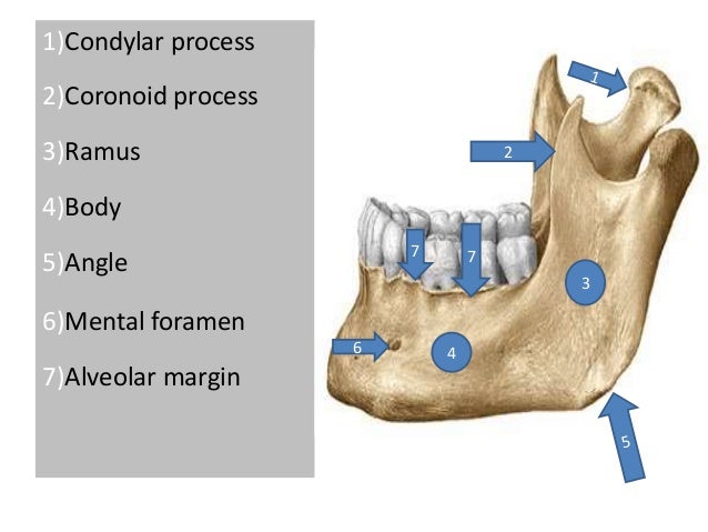 Mandible - spots - revesion