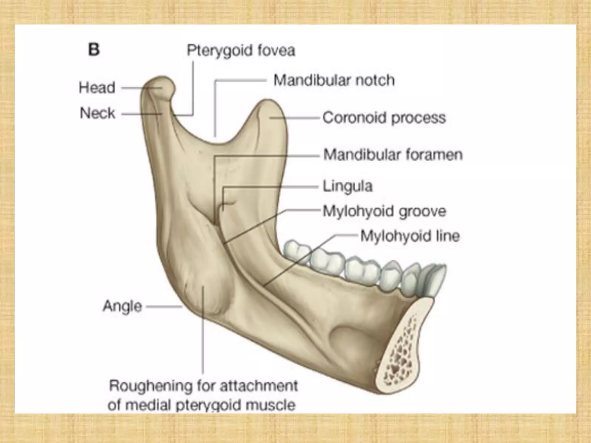 Mandible | PDF