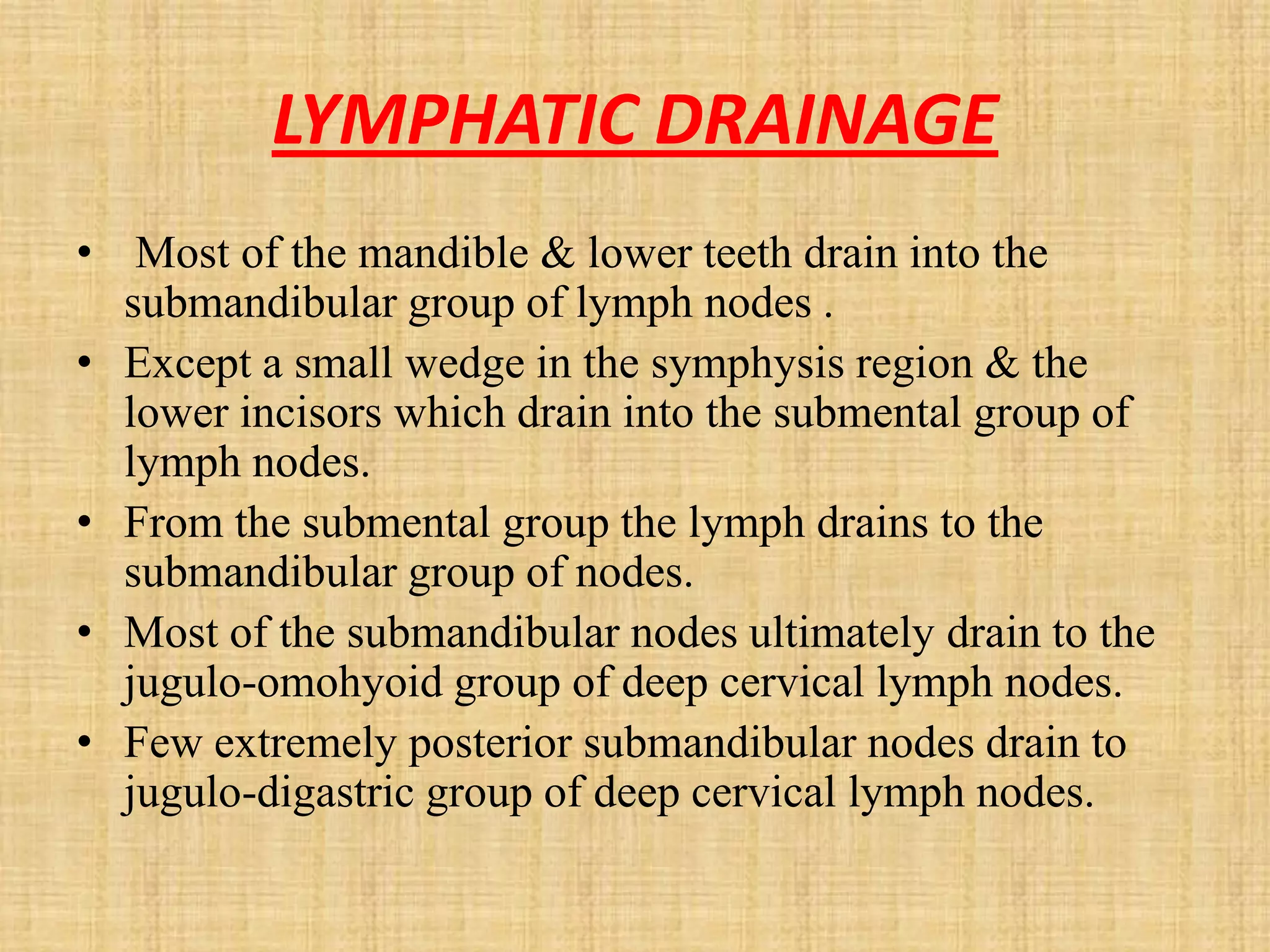 Mandible | PDF