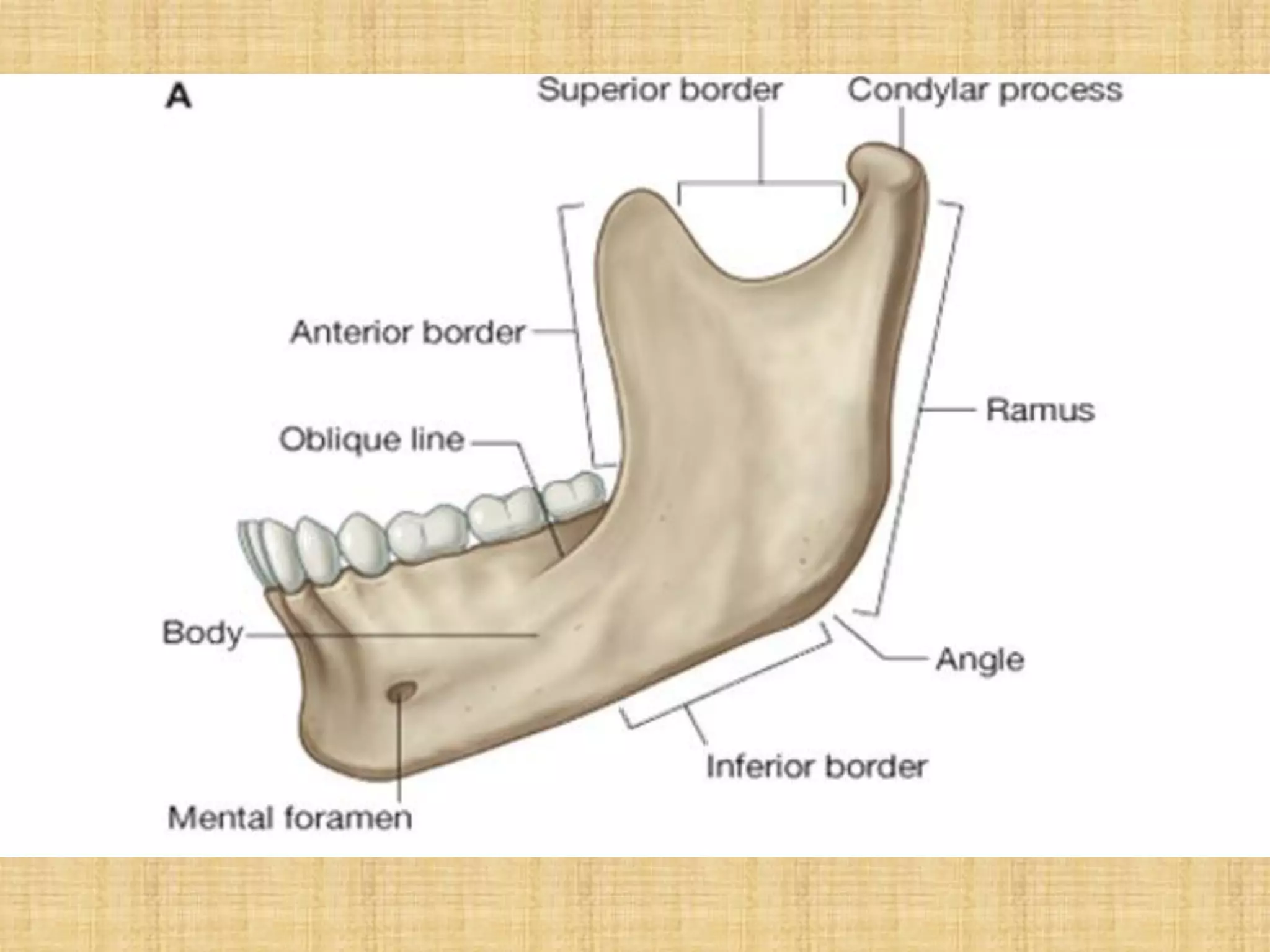 Mandible | PDF