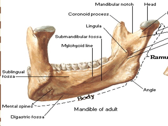 Mandible | PDF | Bone and Joint Conditions | Diseases and Conditions