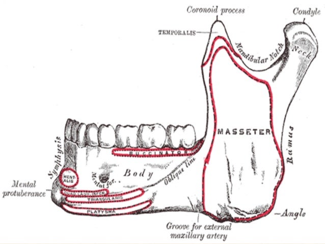 Mandible