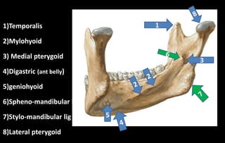 bony features of Mandible | PPT