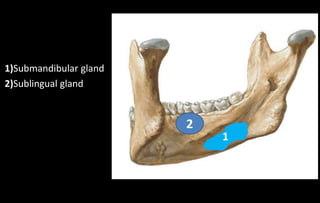 bony features of Mandible | PPTX