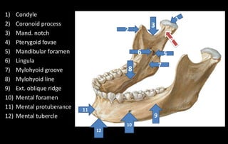 bony features of Mandible | PPTX