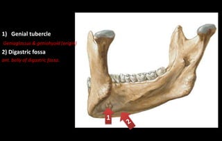 Sublingual Fossa