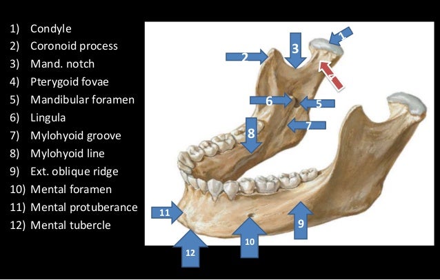 bony features of Mandible