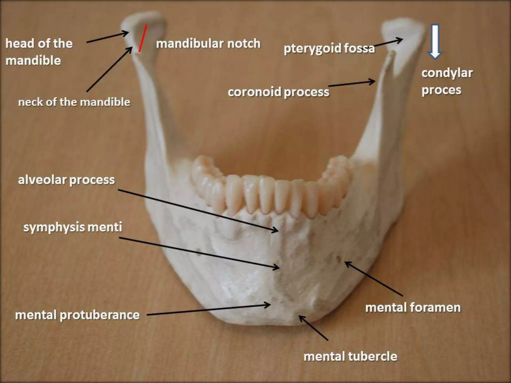 ANATOMY,DEVELOPMENT AND CLINICAL CONSIDERATION OF Mandible | PPT