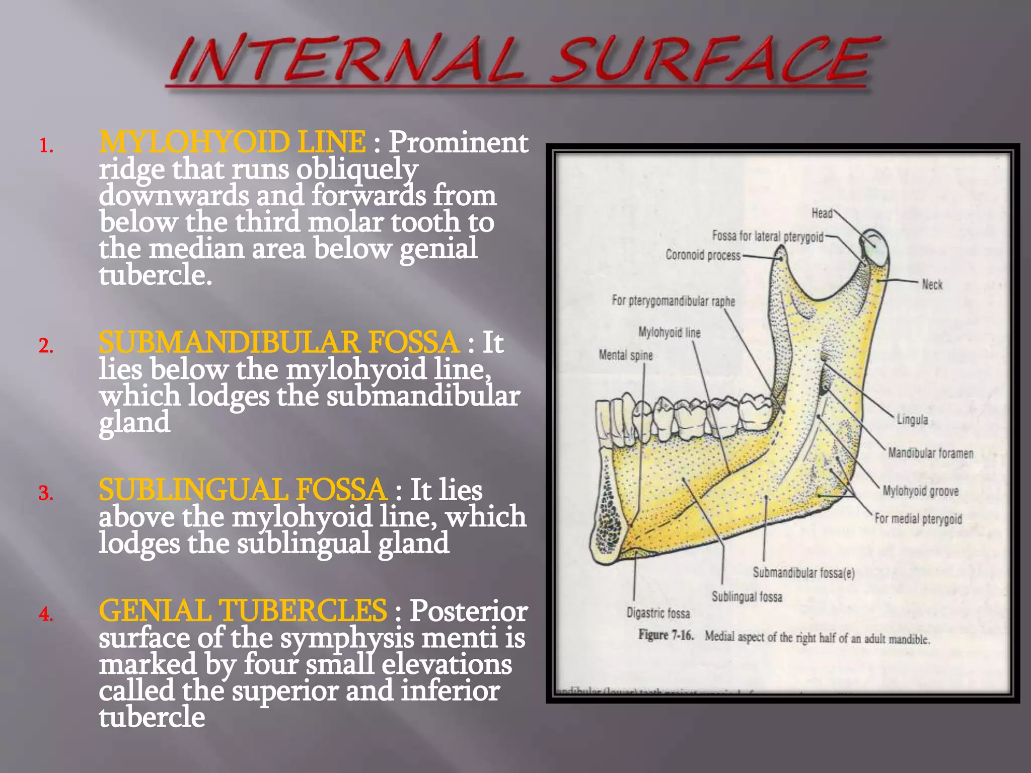 ANATOMY,DEVELOPMENT AND CLINICAL CONSIDERATION OF Mandible | PPT