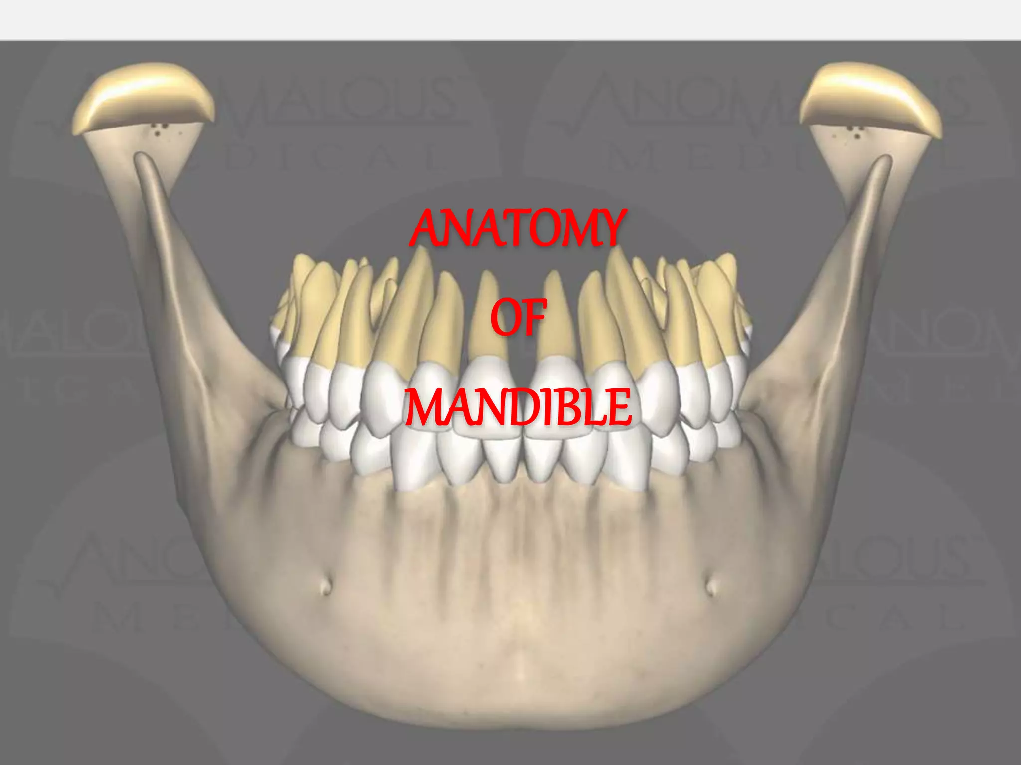 ANATOMY,DEVELOPMENT AND CLINICAL CONSIDERATION OF Mandible | PPT