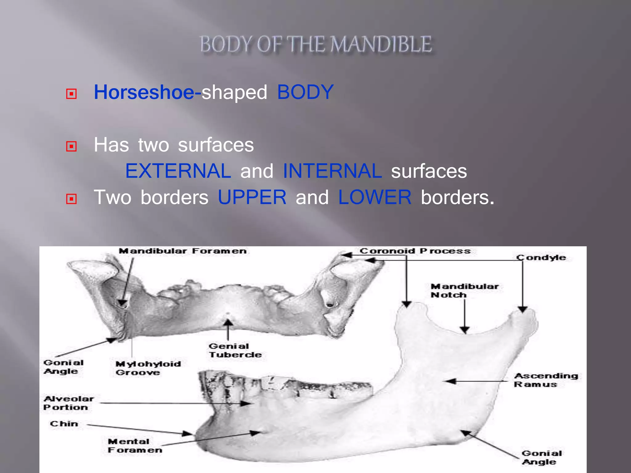 ANATOMY,DEVELOPMENT AND CLINICAL CONSIDERATION OF Mandible | PPT