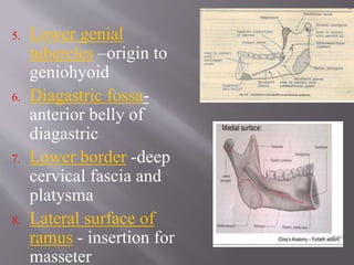 ANATOMY,DEVELOPMENT AND CLINICAL CONSIDERATION OF Mandible | PPTX