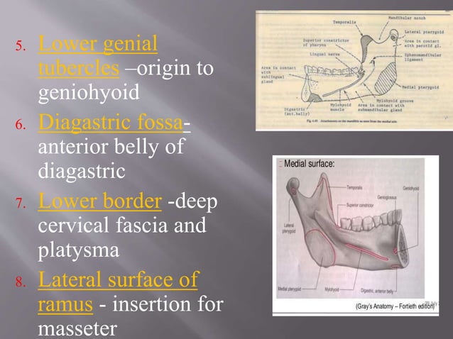 ANATOMY,DEVELOPMENT AND CLINICAL CONSIDERATION OF Mandible | PPT