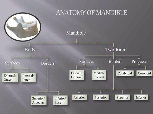 ANATOMY,DEVELOPMENT AND CLINICAL CONSIDERATION OF Mandible | PPT