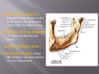 Mylohyoid Groove Impression