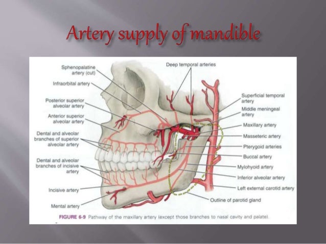 Facial Nerve Mandible