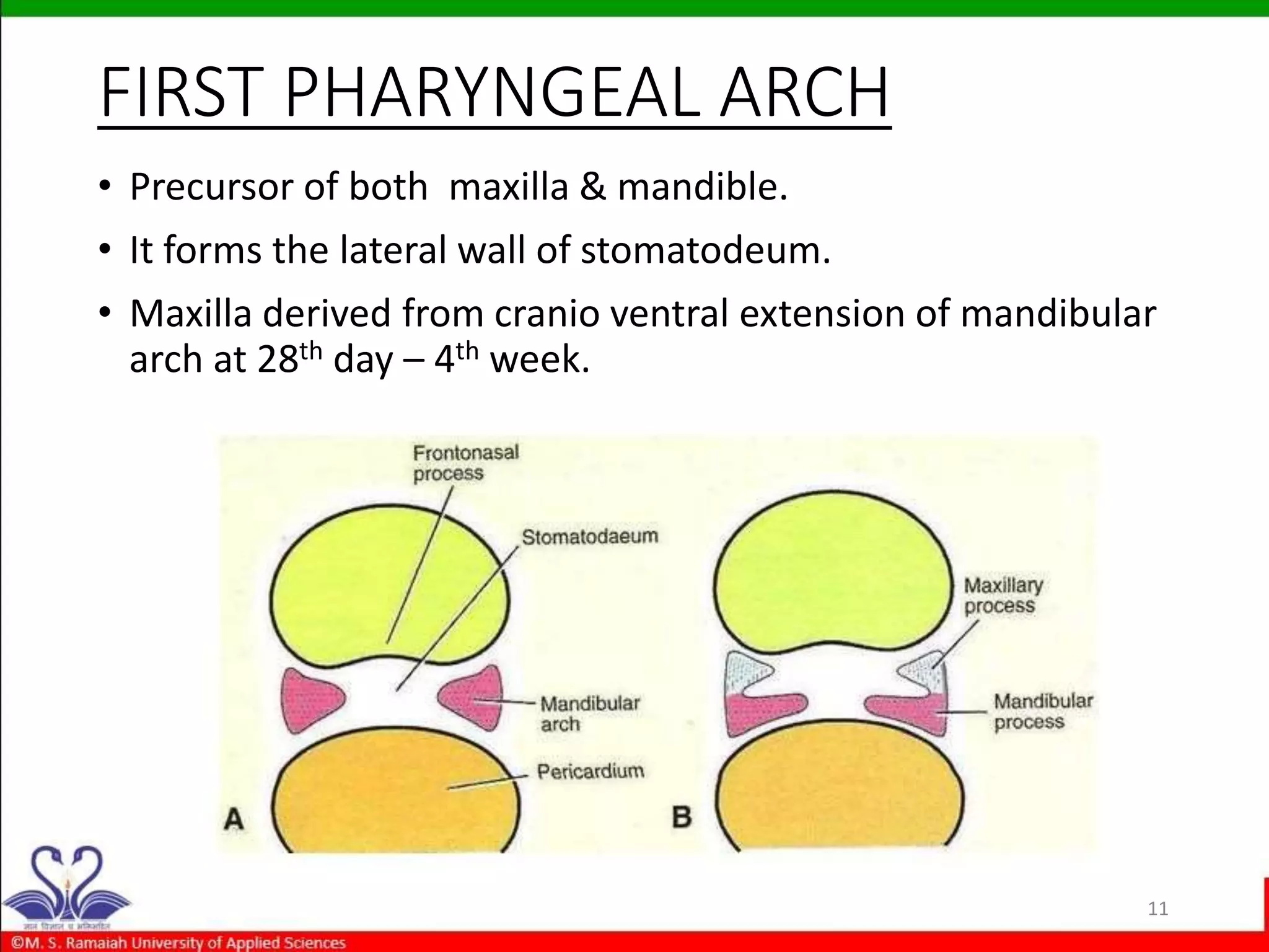 growth and development of Mandible | PPTX