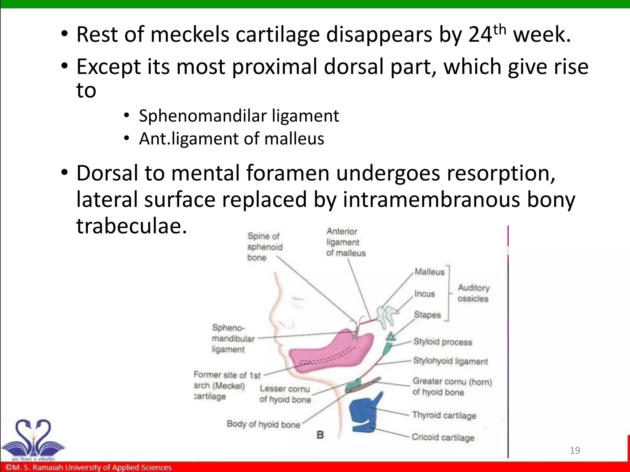 growth and development of Mandible | PPTX