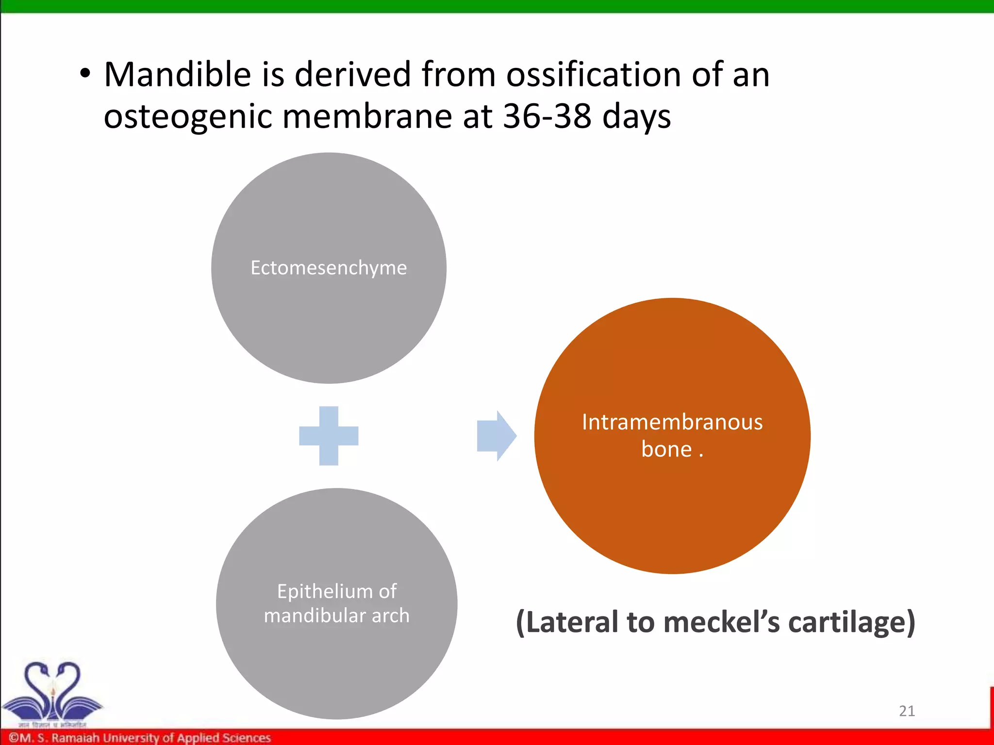 growth and development of Mandible | PPTX