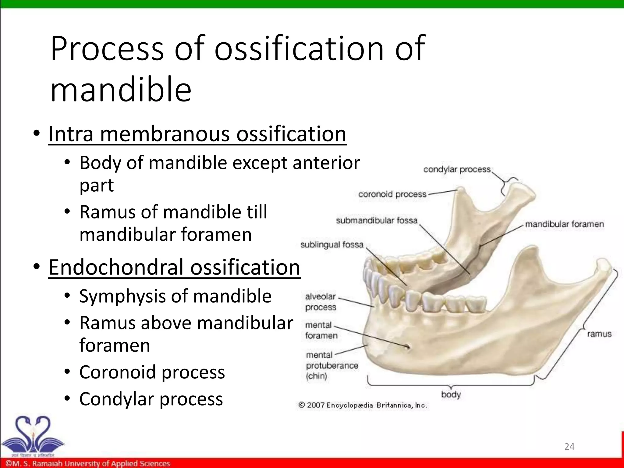 growth and development of Mandible | PPTX