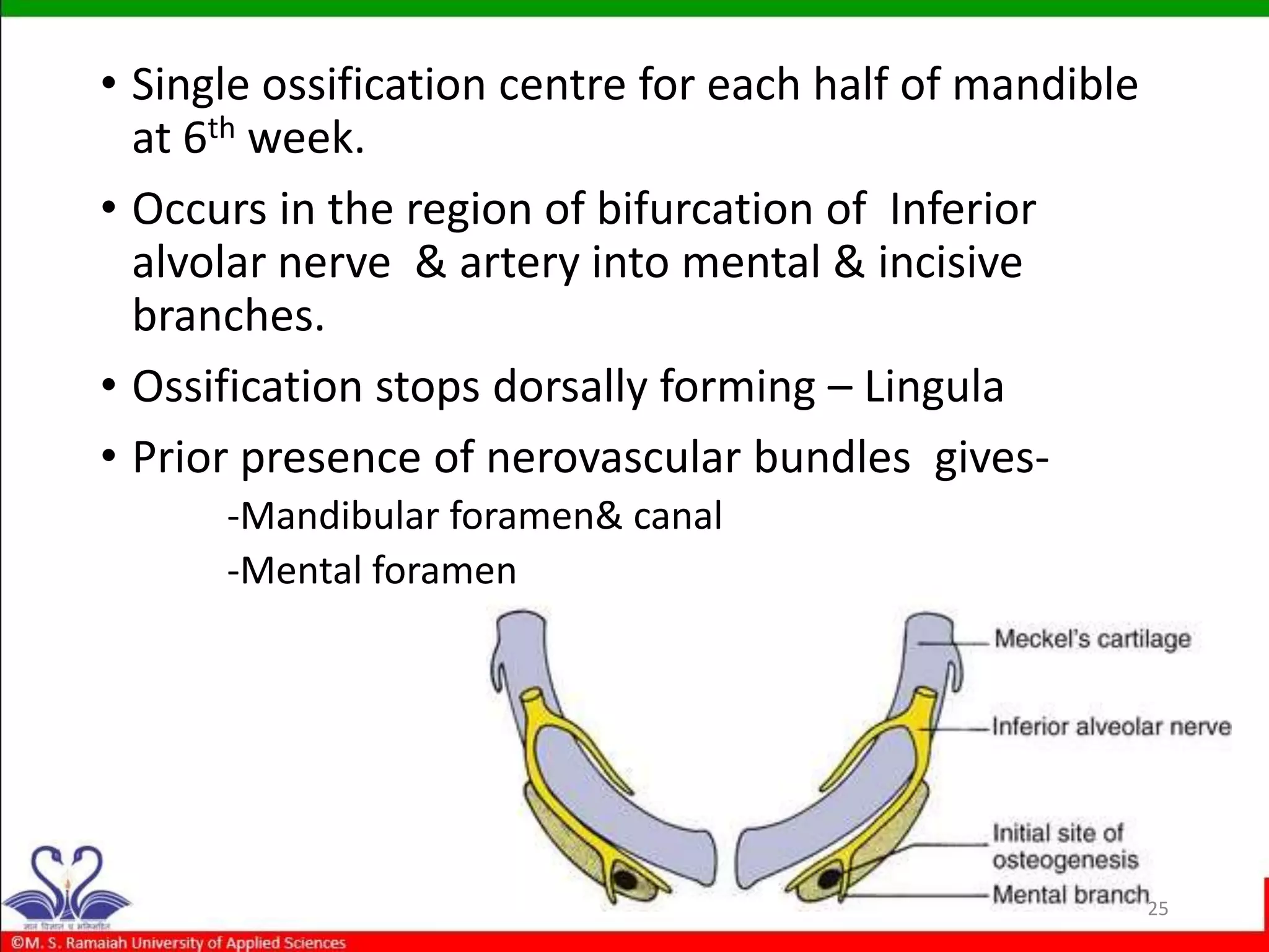 growth and development of Mandible | PPTX