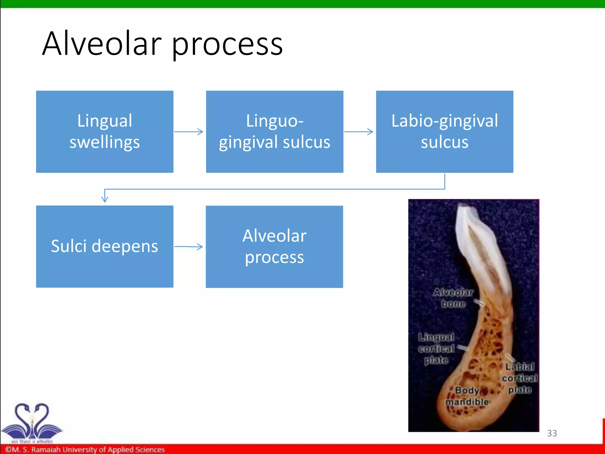 growth and development of Mandible | PPTX