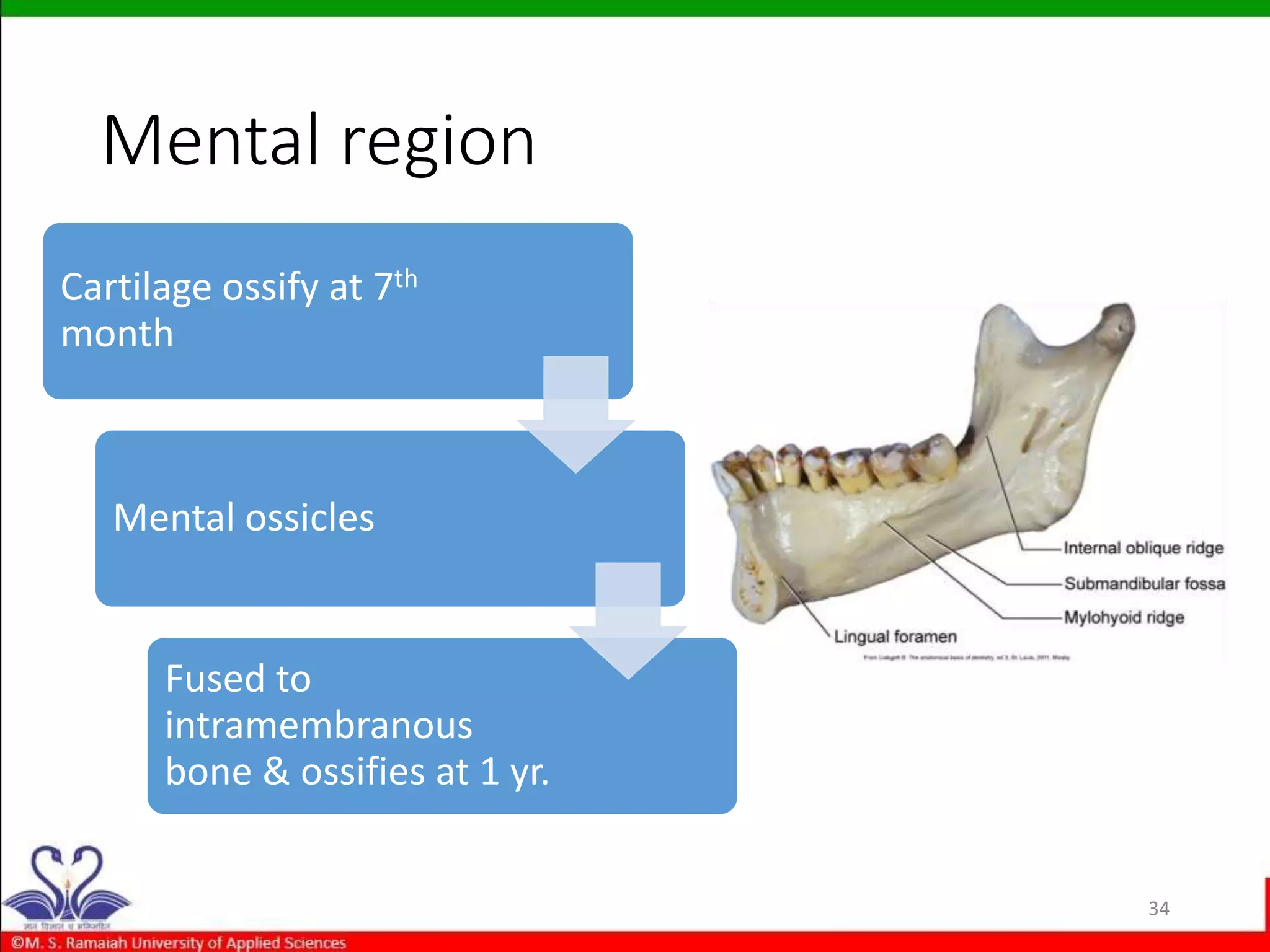 growth and development of Mandible | PPTX