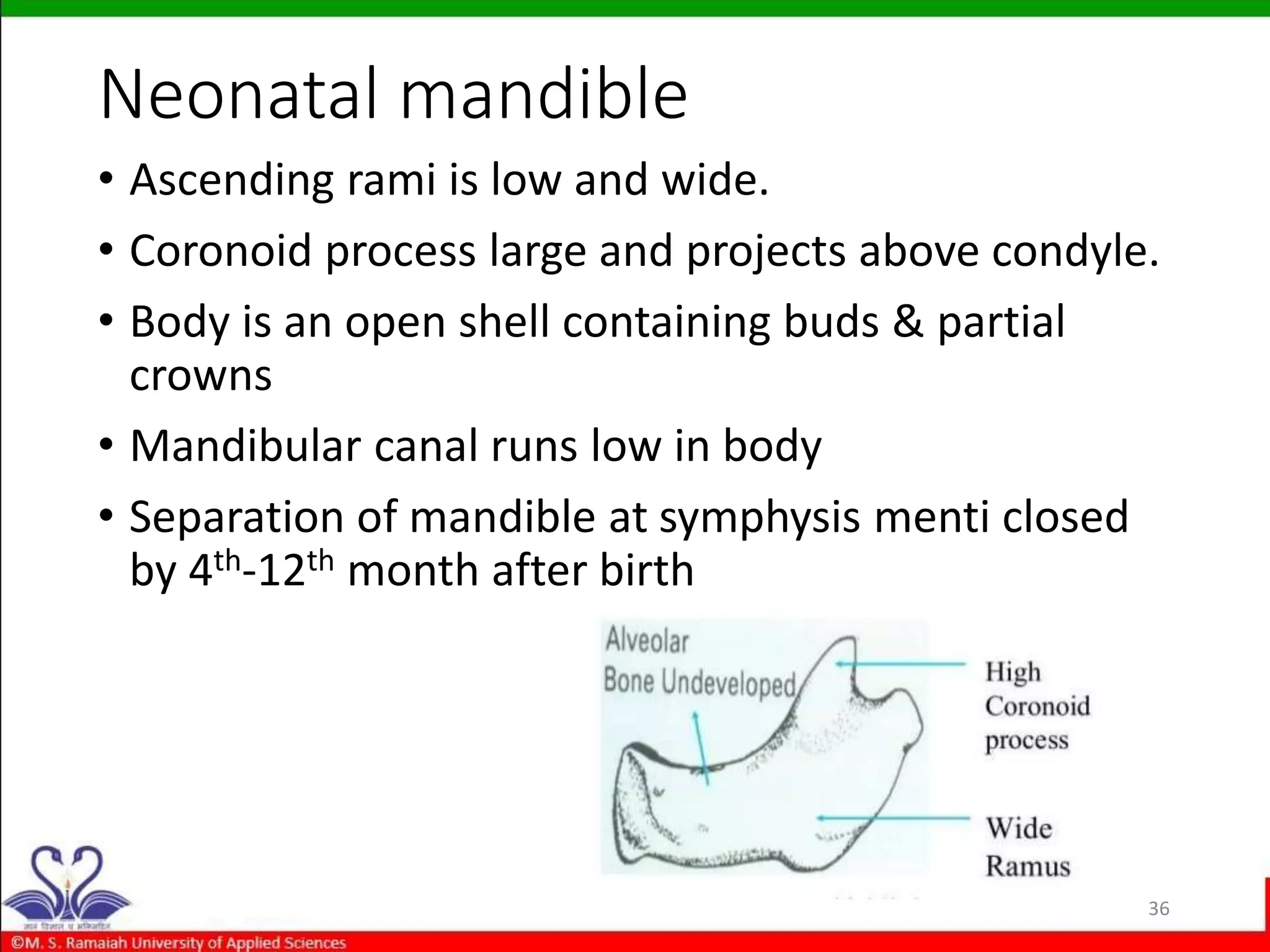 growth and development of Mandible | PPTX