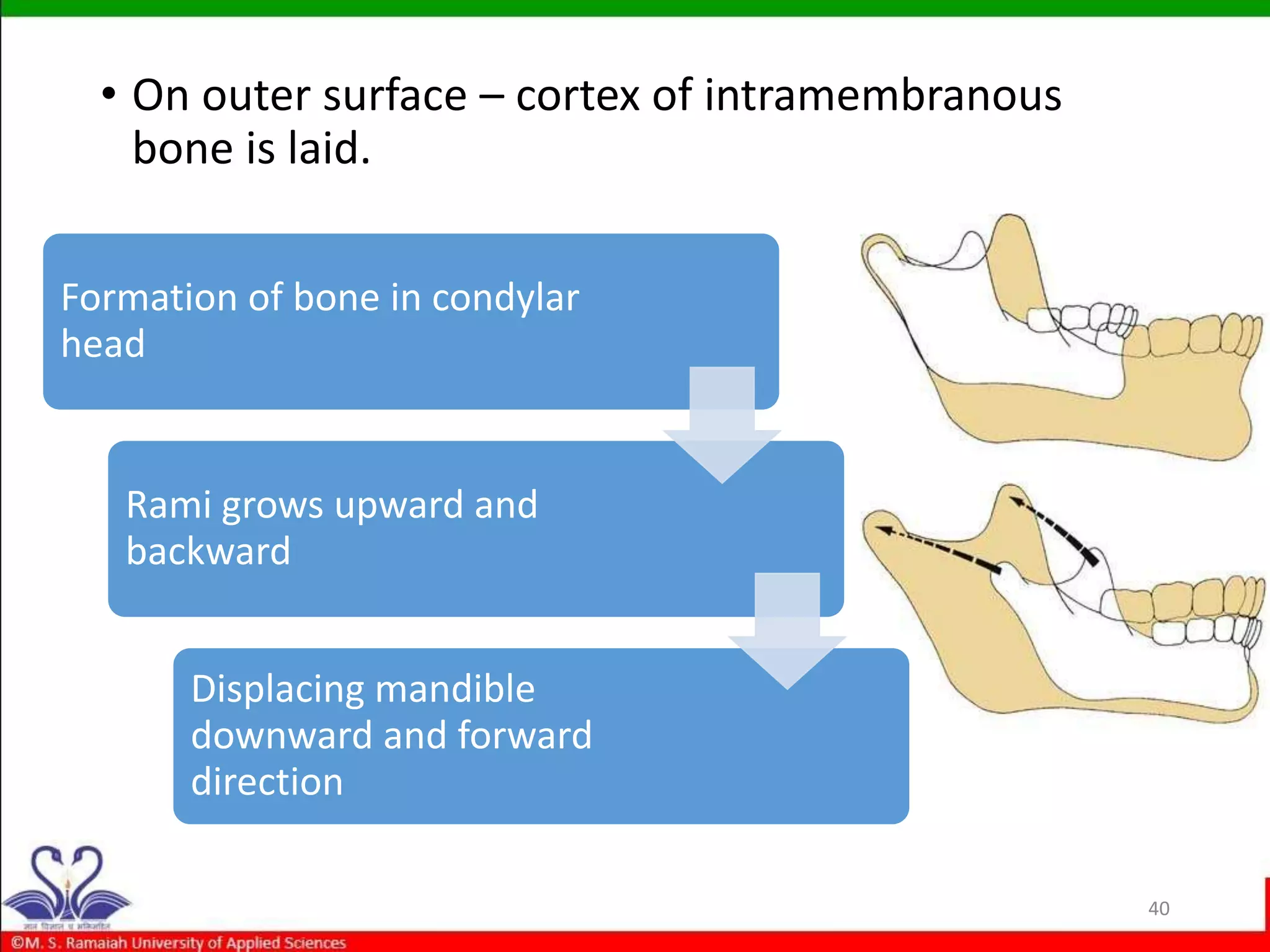 growth and development of Mandible | PPTX