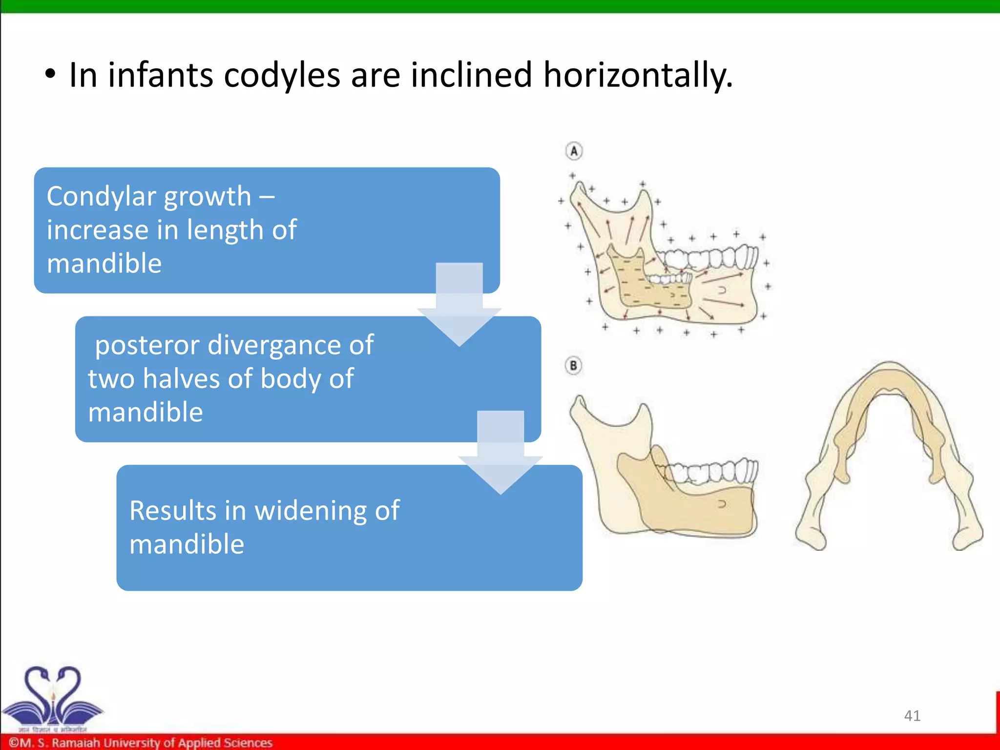 growth and development of Mandible | PPTX