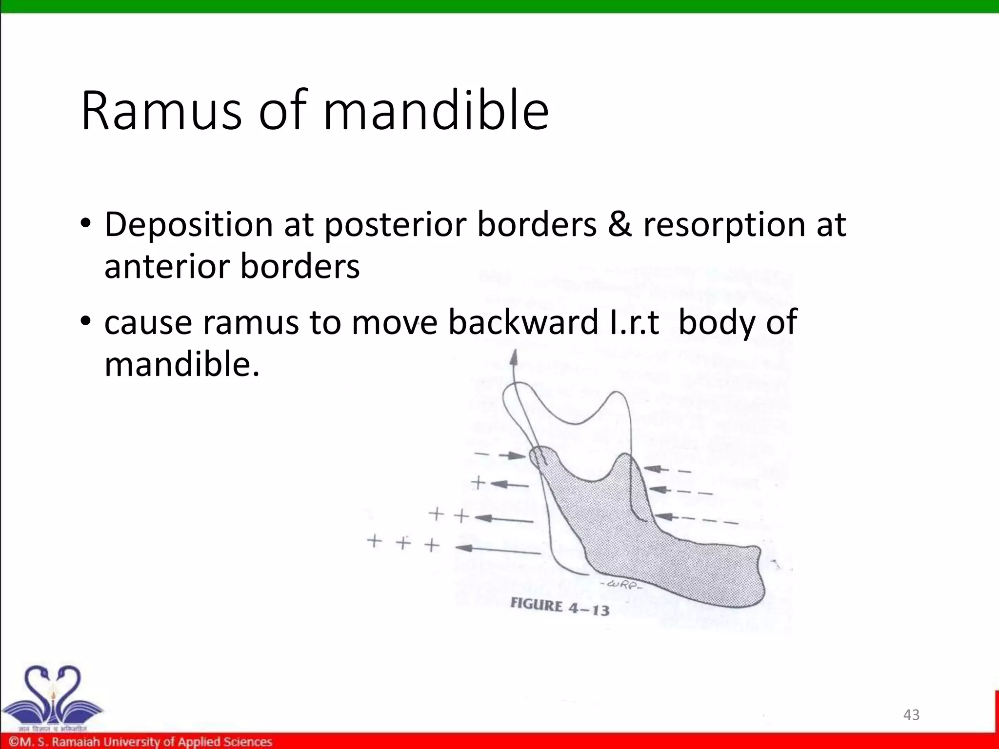 growth and development of Mandible | PPTX