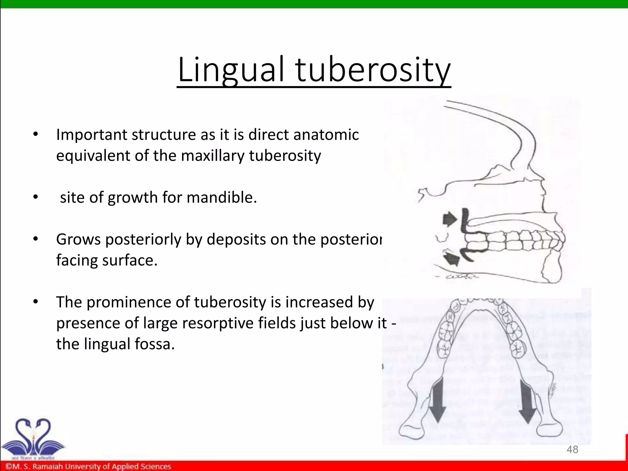 growth and development of Mandible | PPTX