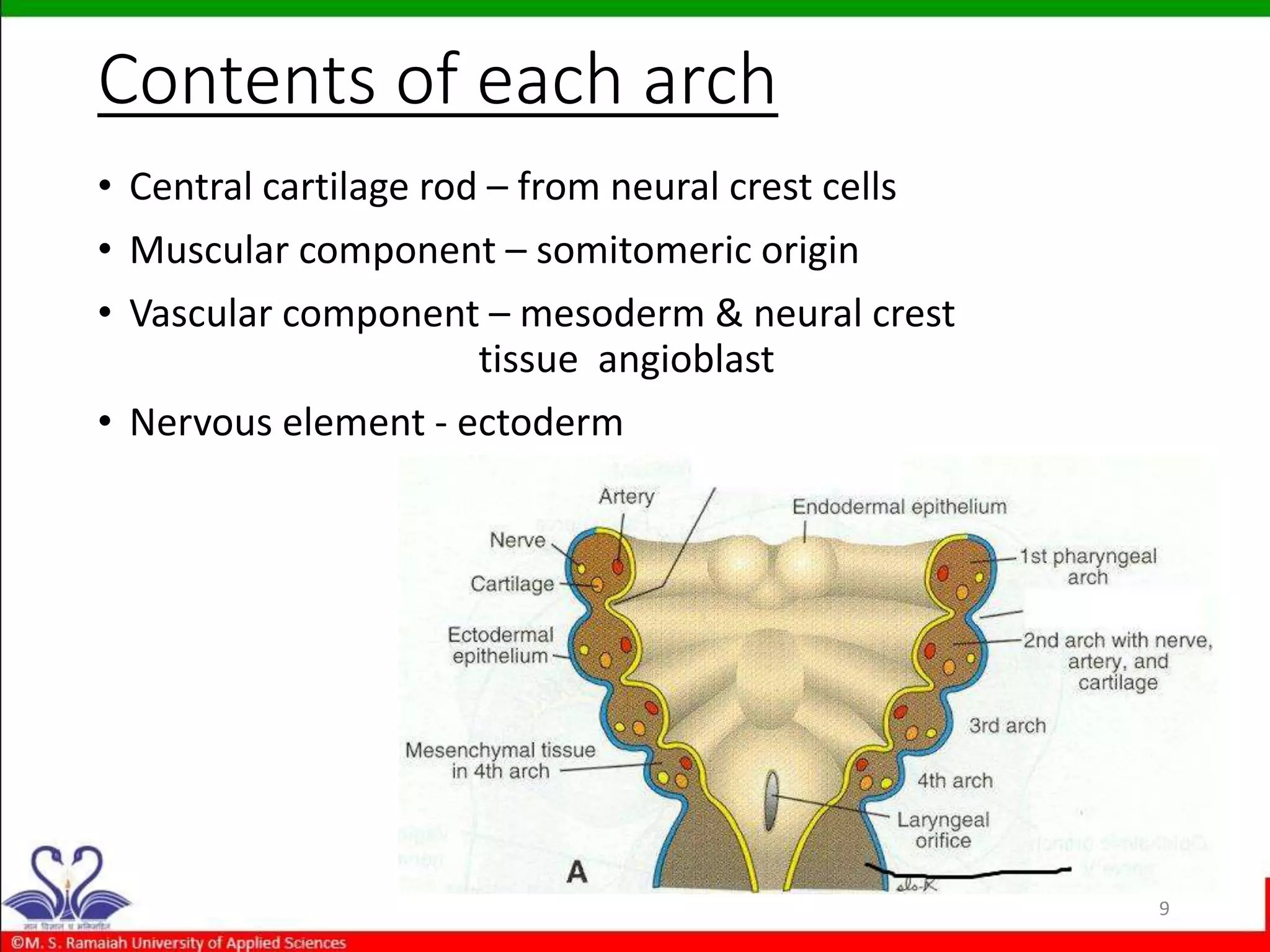 growth and development of Mandible | PPTX