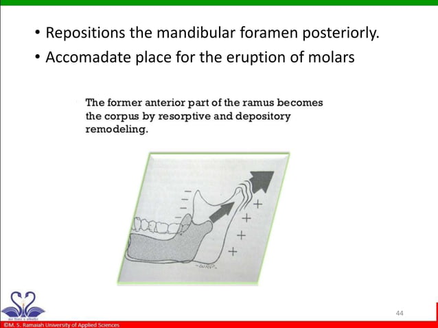 growth and development of Mandible | PPTX
