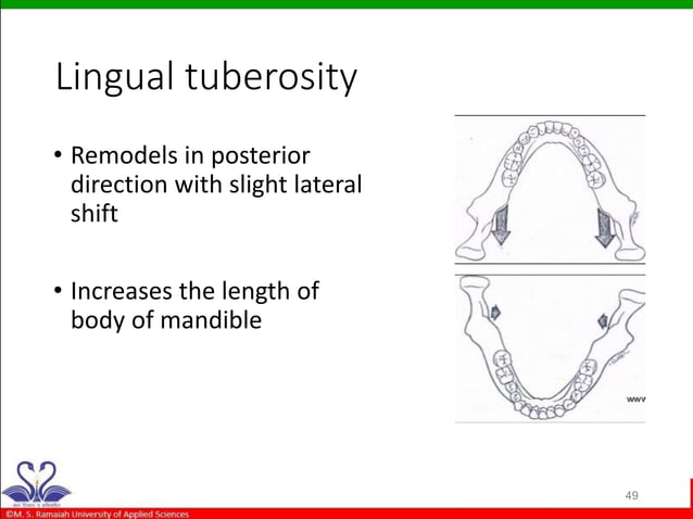growth and development of Mandible | PPTX